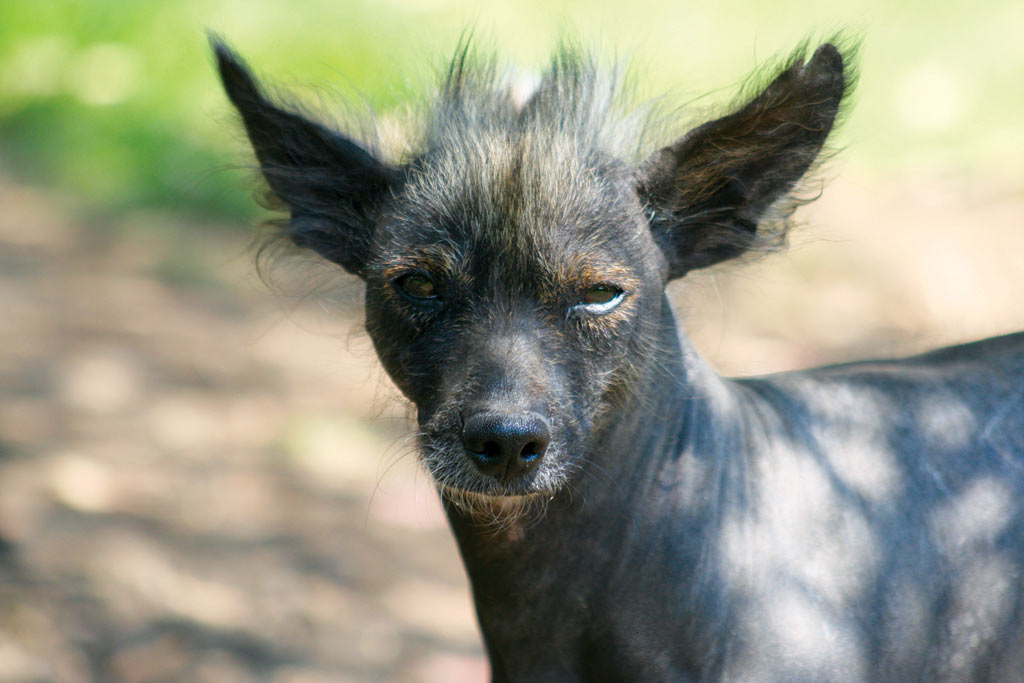 Las mágicas palabras originarias – Mexicanísimo