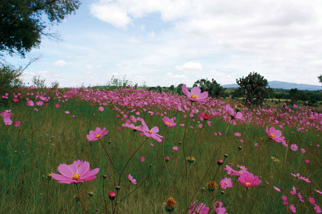 "La flojera", un cuento en purépecha - Mexicanísimo
