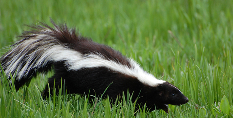 El conejo y el zorrillo - Mexicanísimo