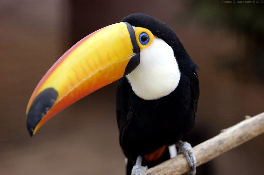 Cuento del tucán - Mexicanísimo