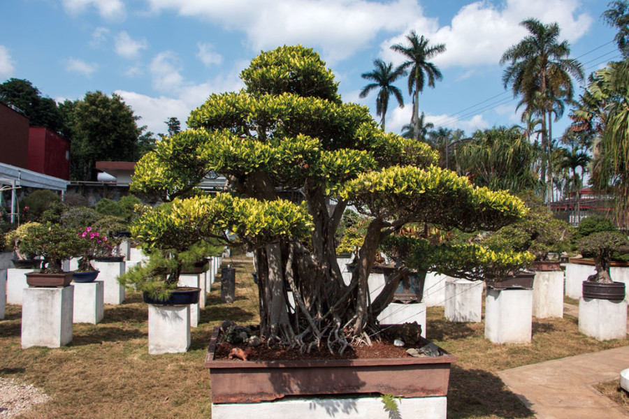 Museo del bonsái - Mexicanísimo