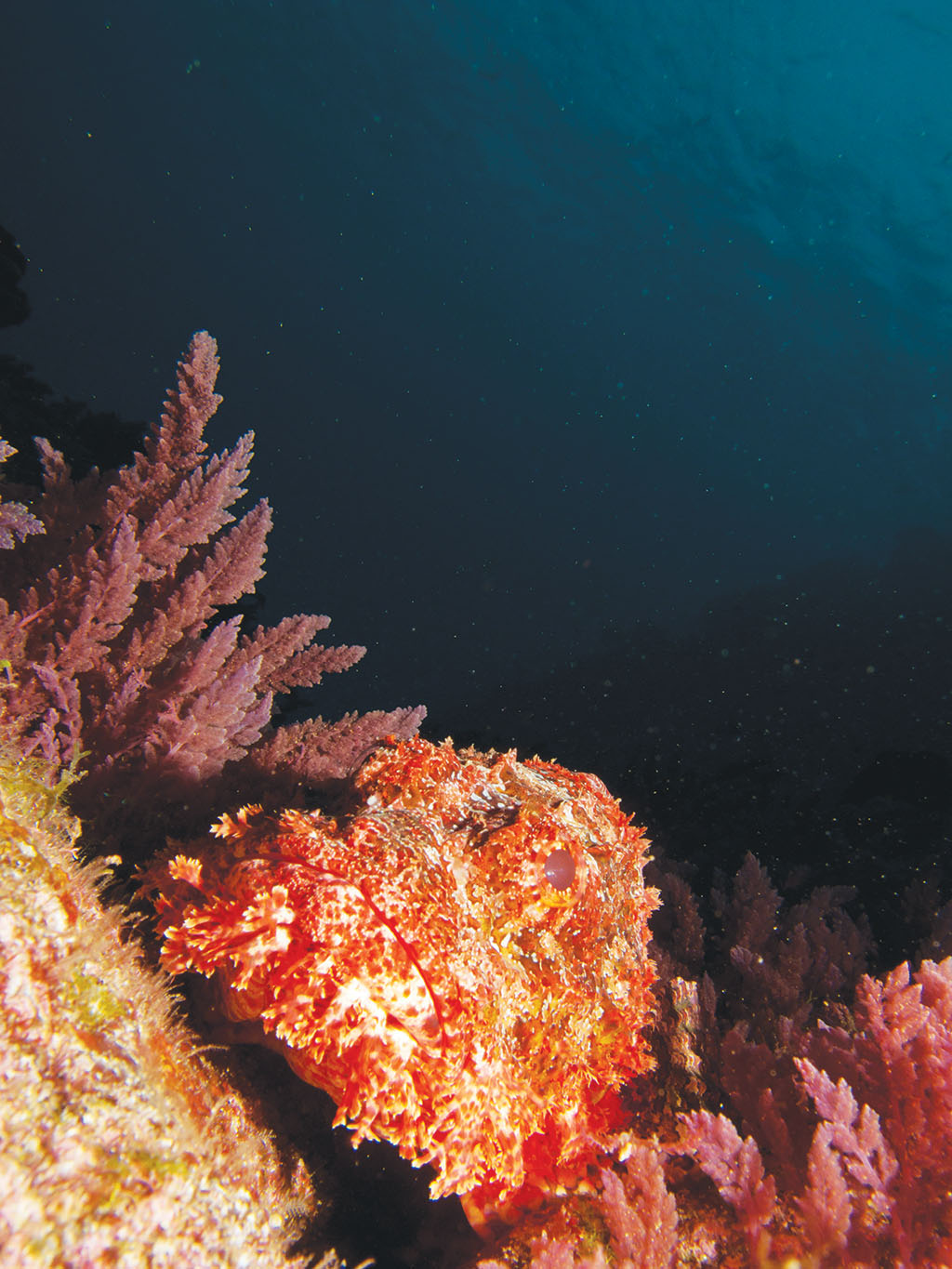 La Isla Clarión - Mexicanísimo