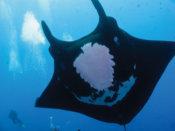 La Isla Clarión - Mexicanísimo