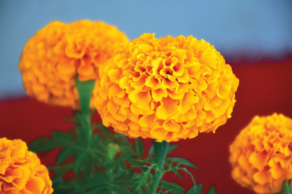 6 plantas ornamentales mexicanas - Mexicanísimo