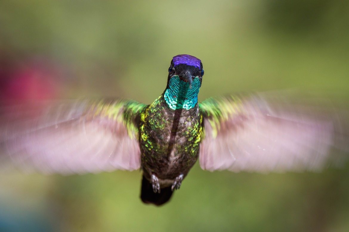 «Alas de colibrí», un poema de Jun Tiburcio – Mexicanísimo